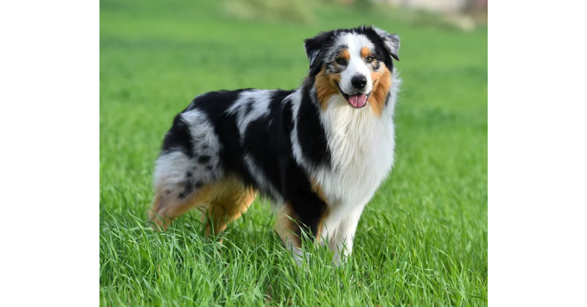 9 Hardest Dogs to Train, According to Experts and How to Win Them Over ...
