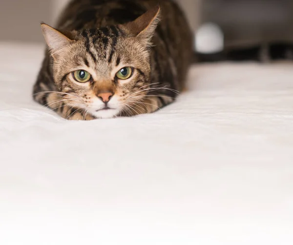 Behaviors That Look Like Cat “Hate” but Usually Signal Stress Instead ...