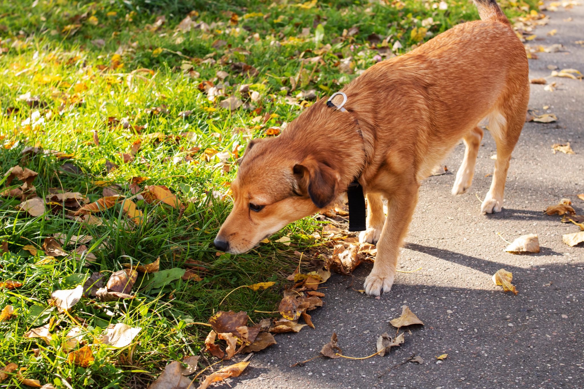 Dogs Remember the Small Stuff: 8 Everyday Signals That Build Lasting ...