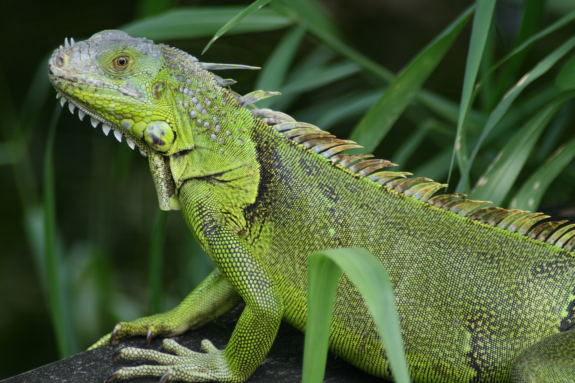 Watch Florida and the Carolinas navigate snow, ice, and falling iguanas ...