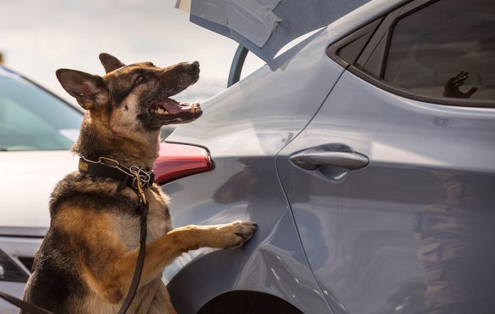 Stray Dog Kept Chasing Cars Then One Open Door Changed Everything ...